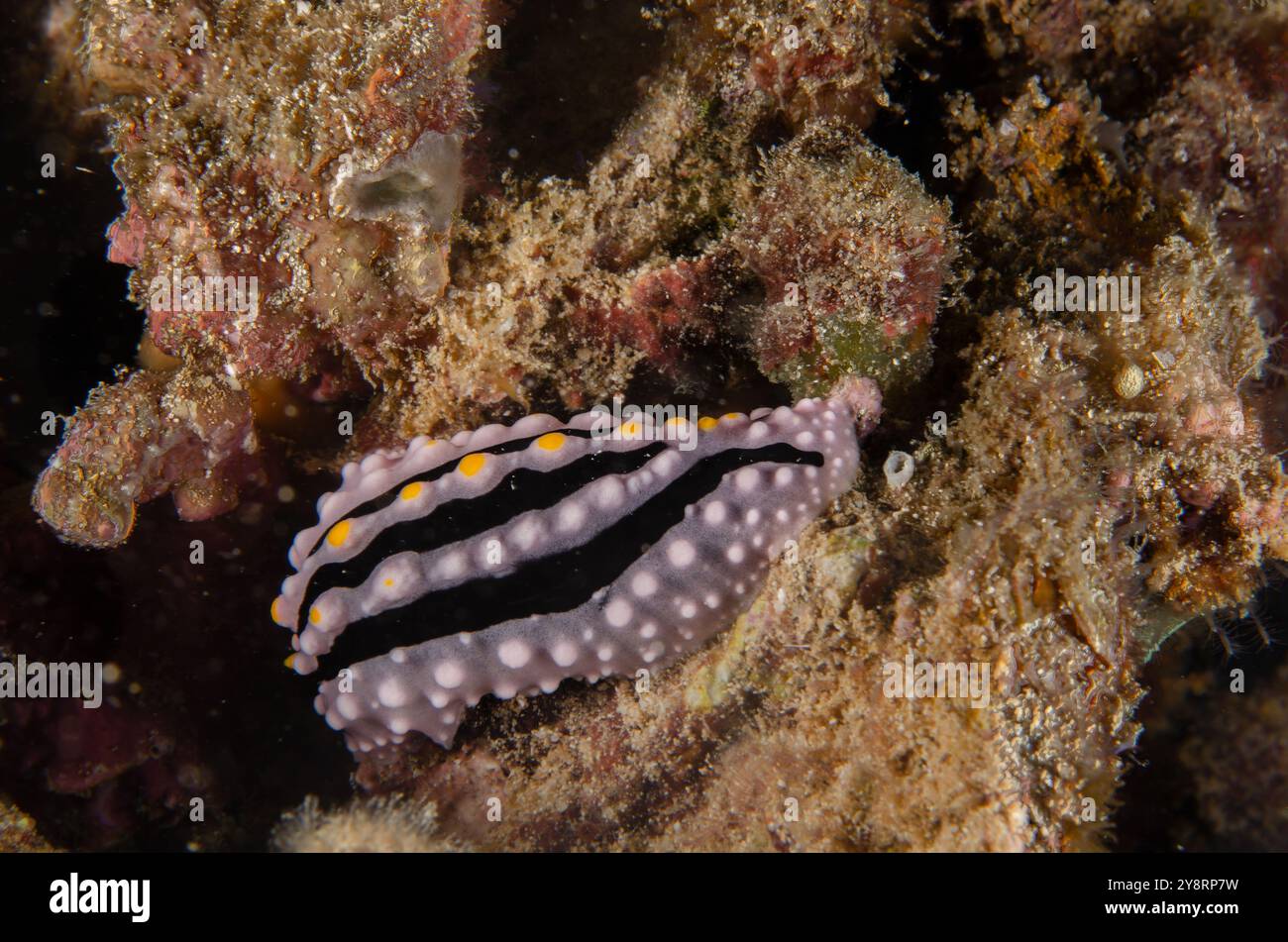 Phyllidia alyta hi-res stock photography and images - Alamy