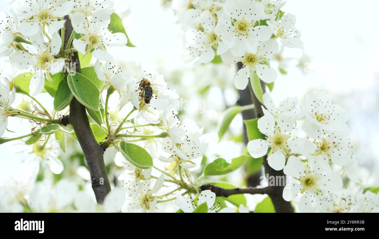 A pollinator bee in a plum blossom collects nectar among the white ...