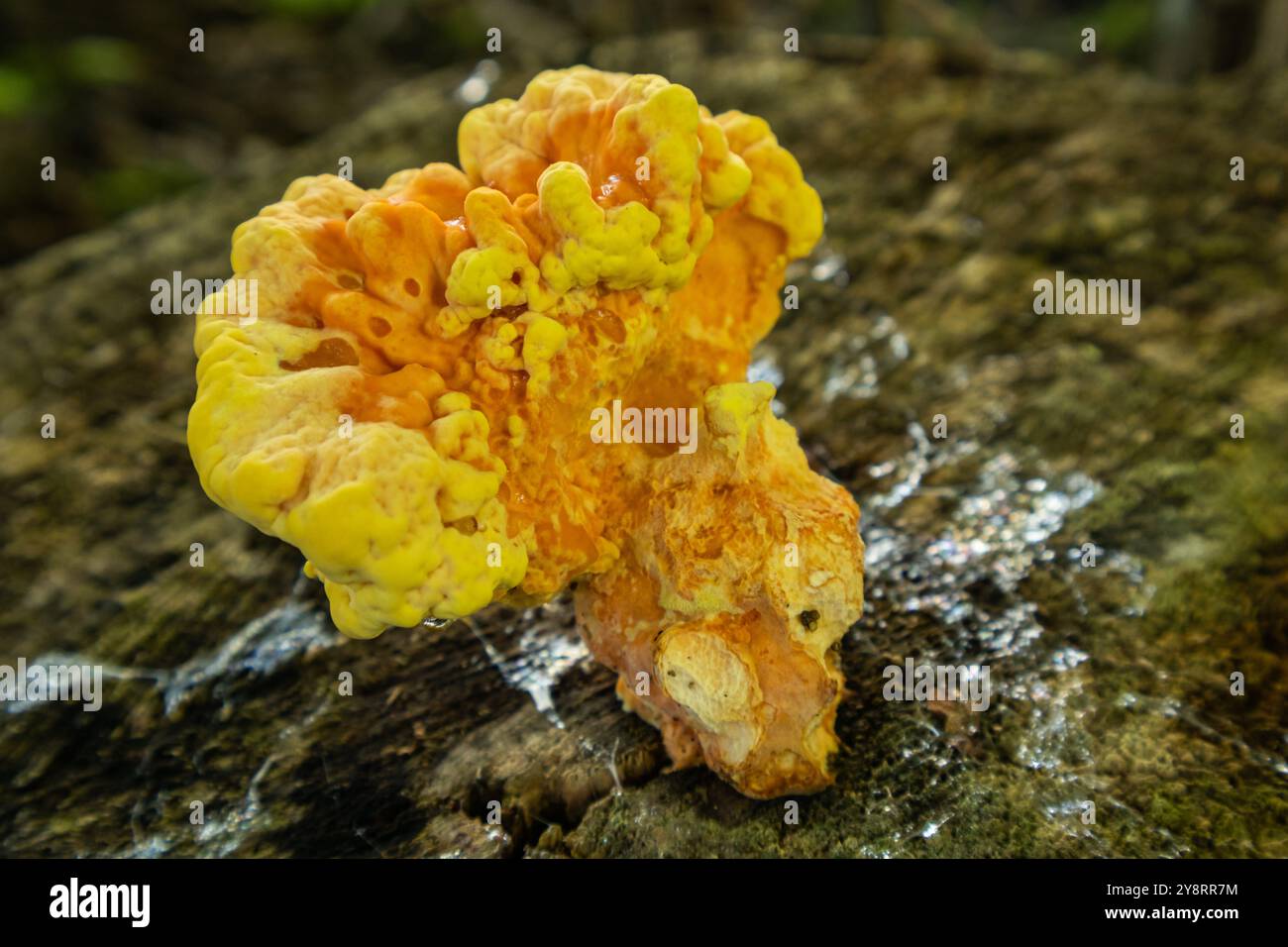 A yellow and unusually shaped growth on a tree trunk.Interesting shapes ...