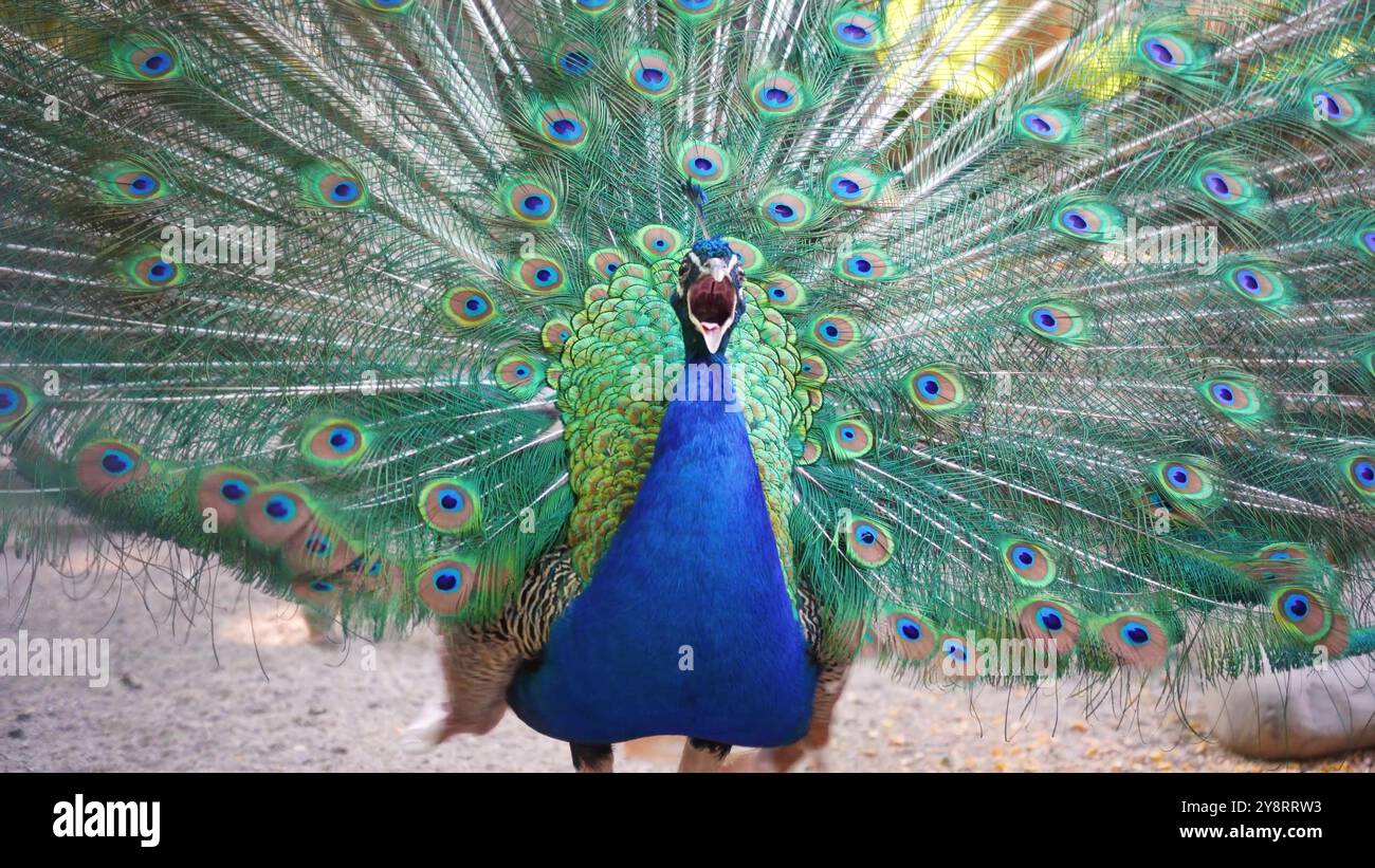 A beautiful iridescent blue peacock with an open tail opens its beak ...