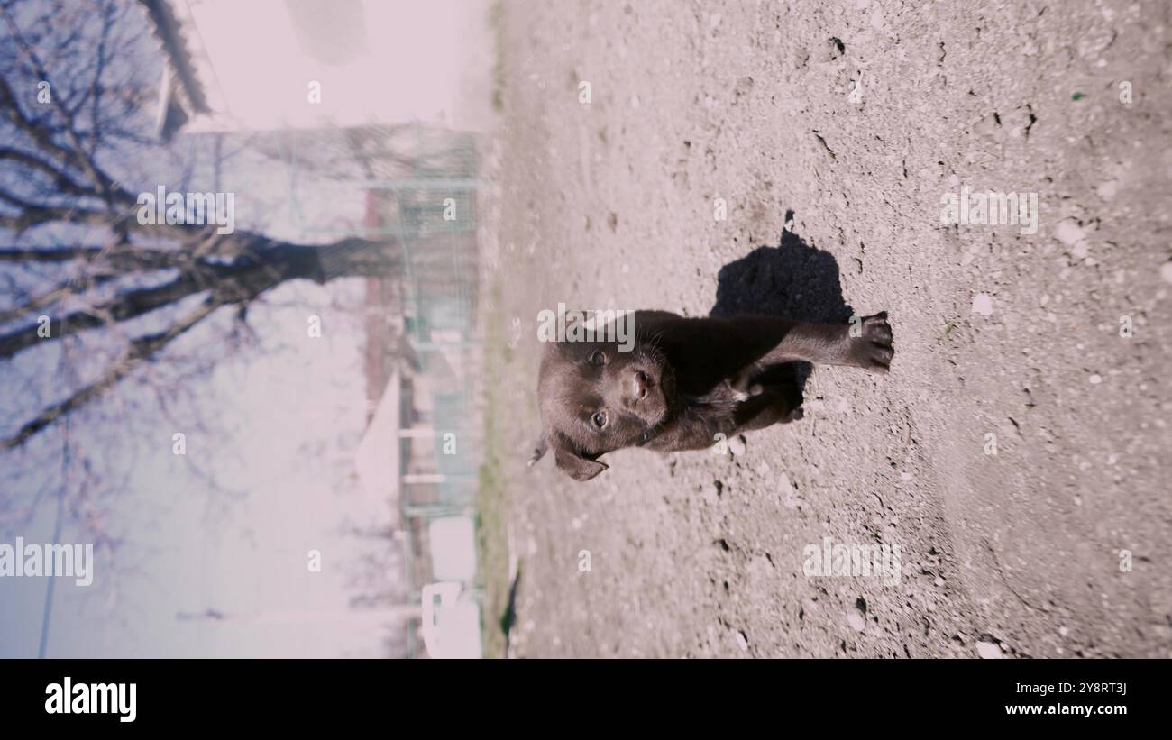 Brown labrador puppies run frame hi-res stock photography and images ...