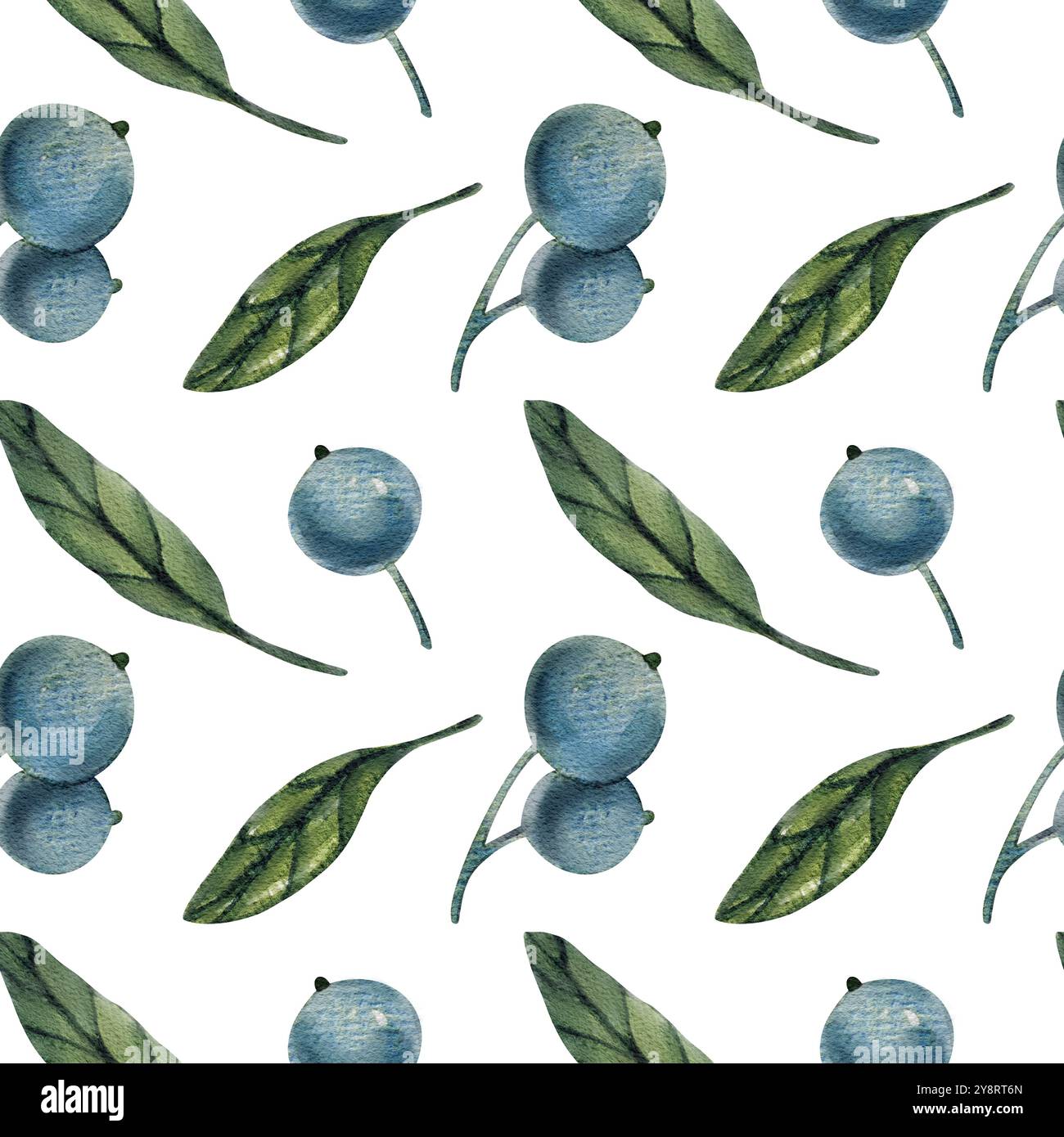 Botanical drawing blueberry hi-res stock photography and images - Alamy