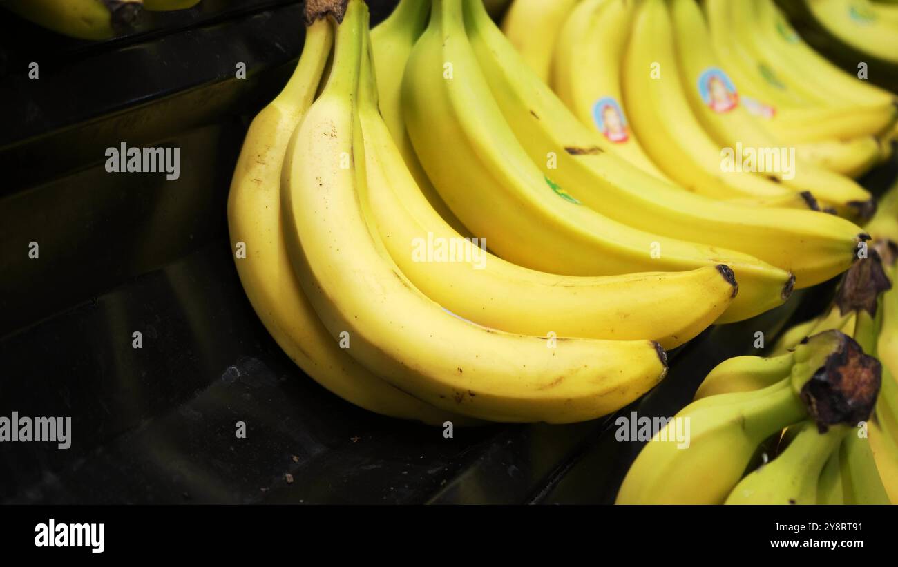 Ripe yellow bananas on the rack of an agricultural store. Collection ...