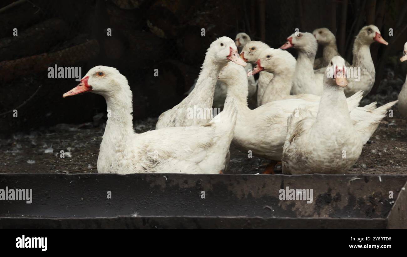 Agricultural birds walk around farm hi-res stock photography and images ...
