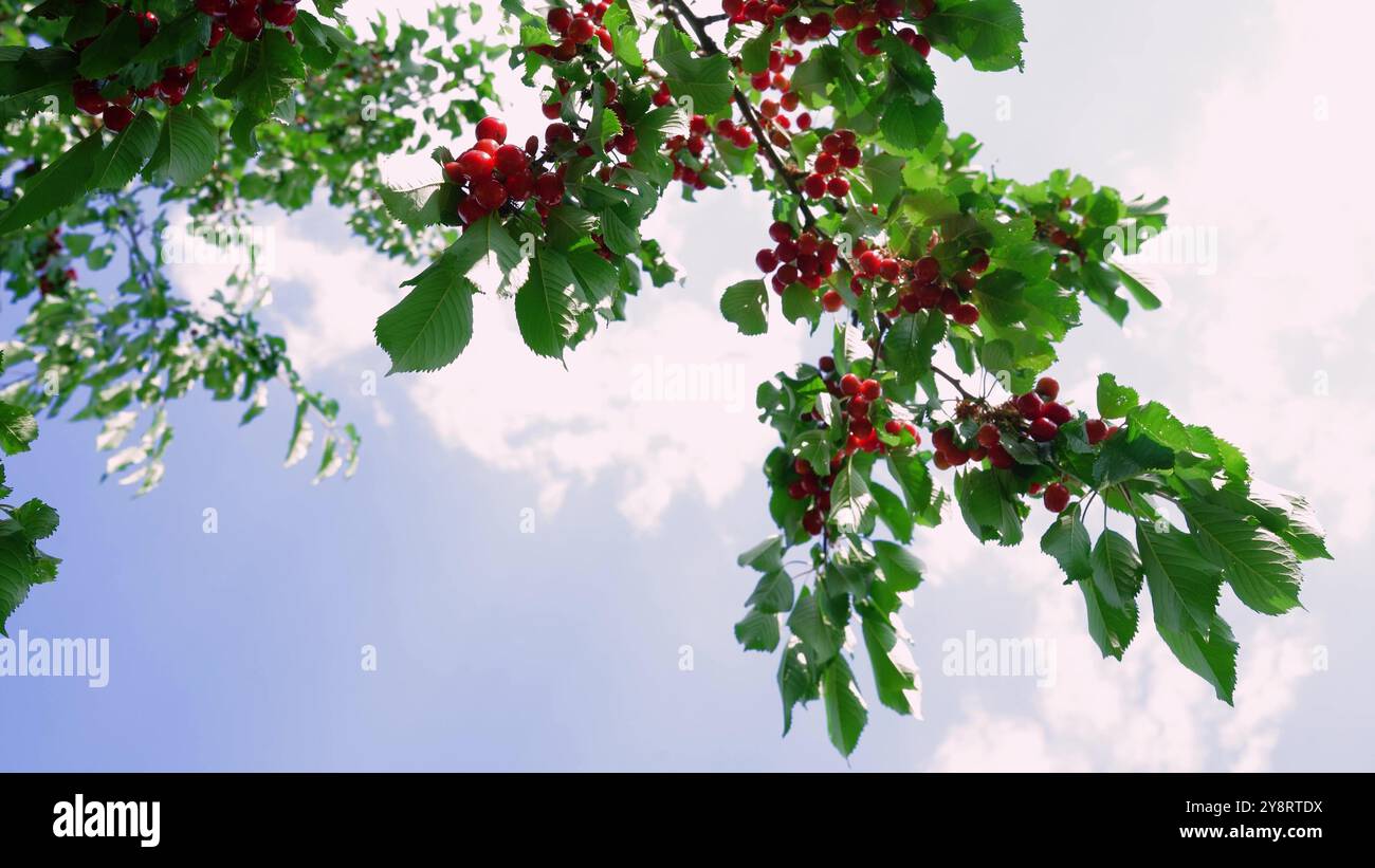 Ripe red and cherry berries hang from a tree branch before being ...