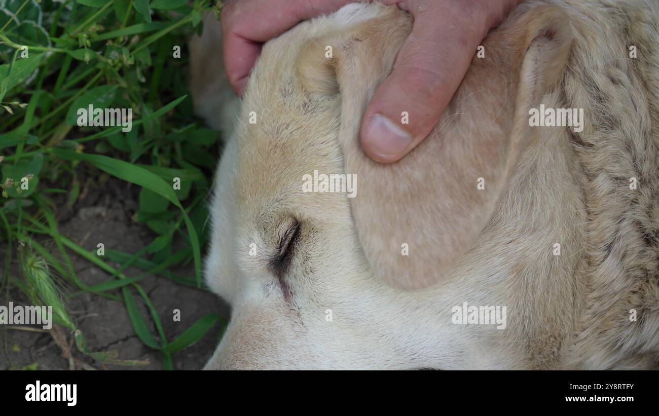 White labrador retriever sleeps on the ground. White Labrador is an ...