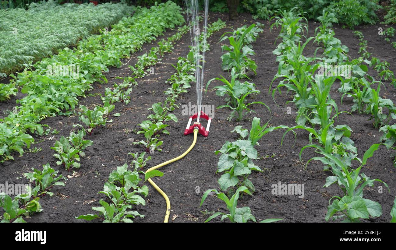 Watering crops in the garden. The smart garden is activated with a ...