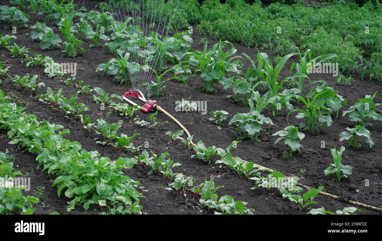 Watering crops in the garden. The smart garden is activated with a ...
