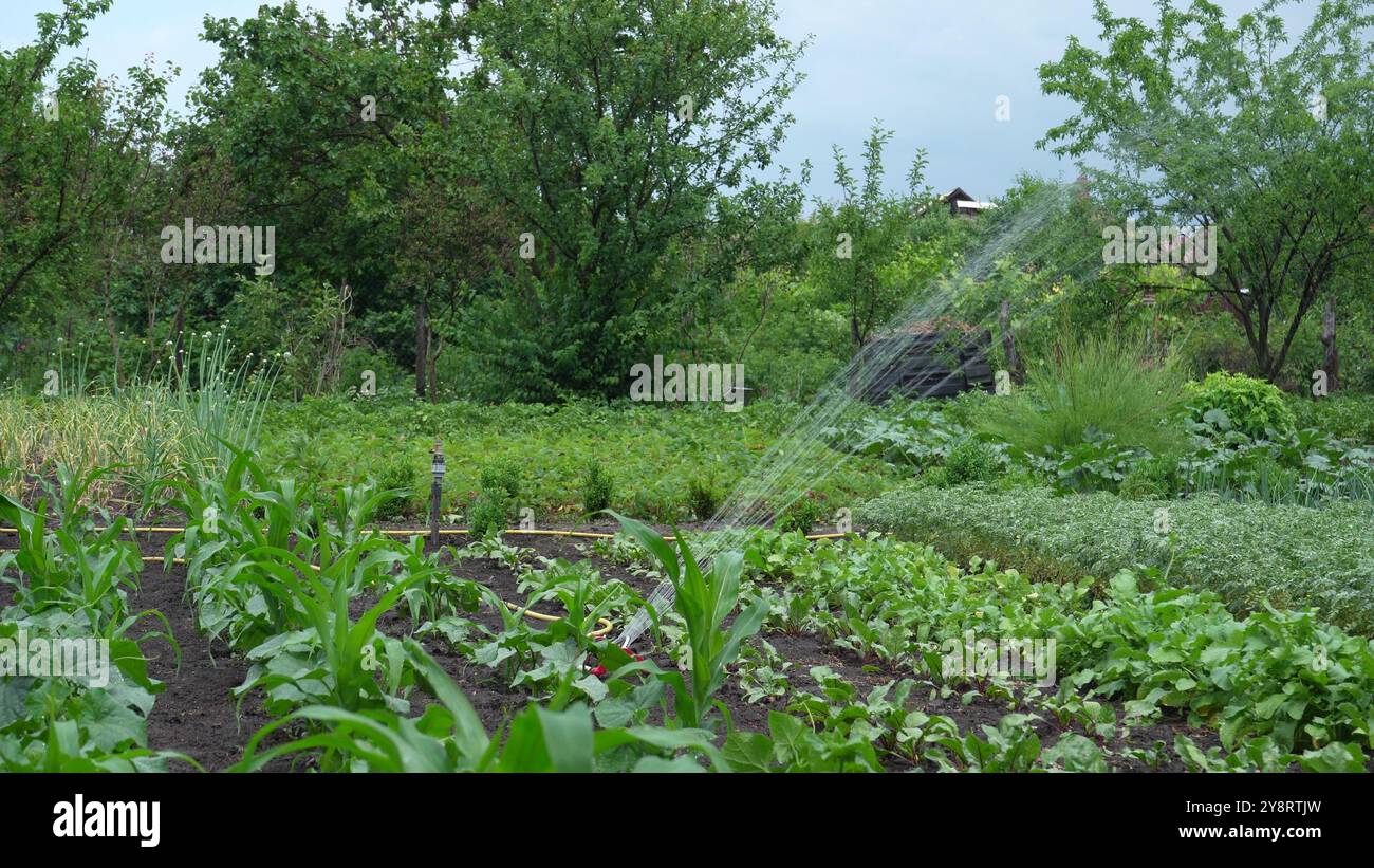 Watering crops in the garden. The smart garden is activated with a ...