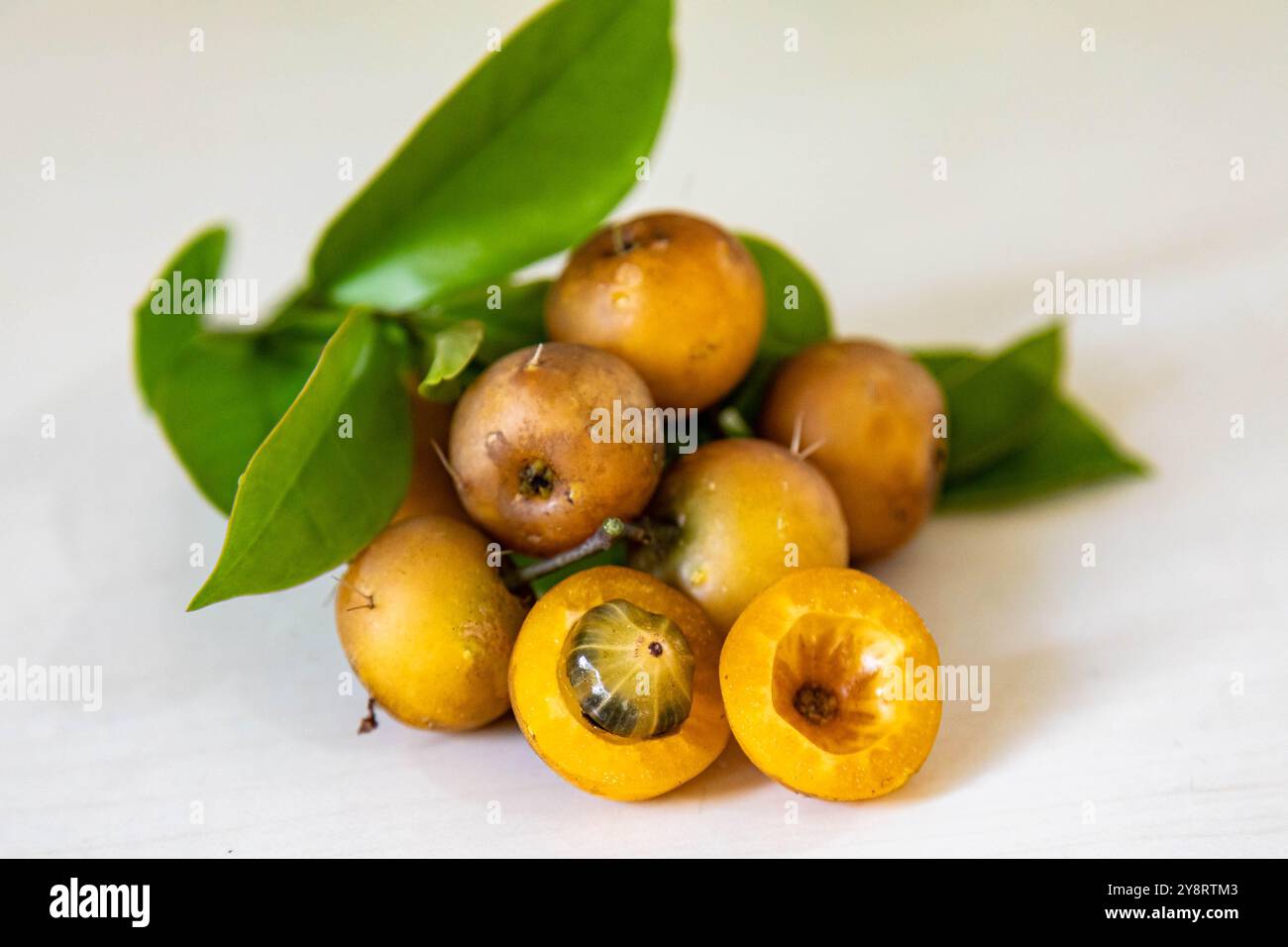 Ora pro n bis Pereskia Aculeata With Ripe Fruits And Thorns On The Ora pro n bis Pereskia Aculeata With Ripe Fruits And Thorns On The