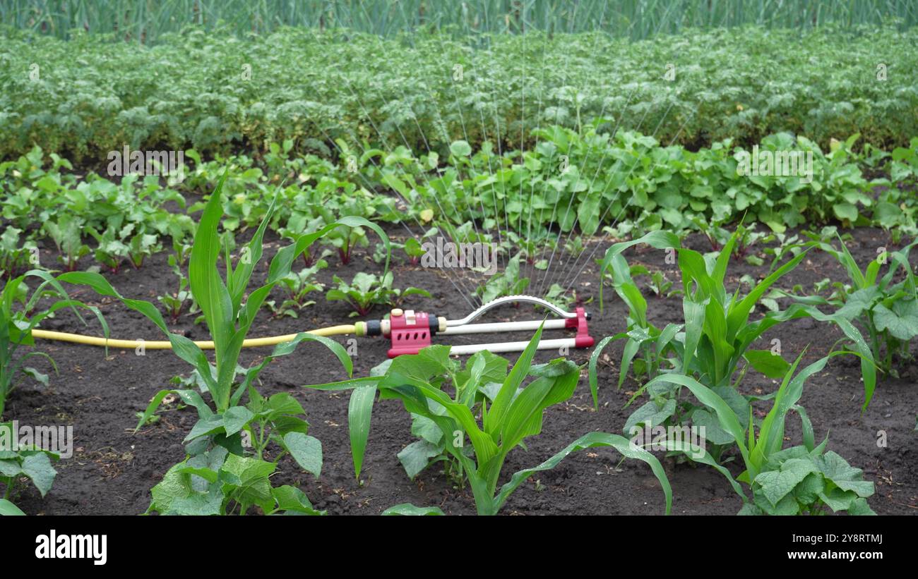 Watering crops in the garden. The smart garden is activated with a ...