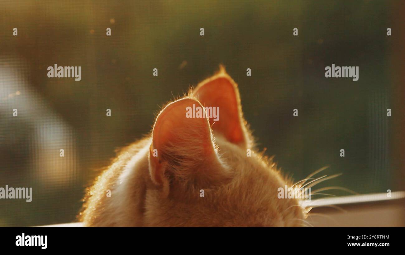 Cat ears close-up in the sun. The cat is basking in the sun Stock Photo ...