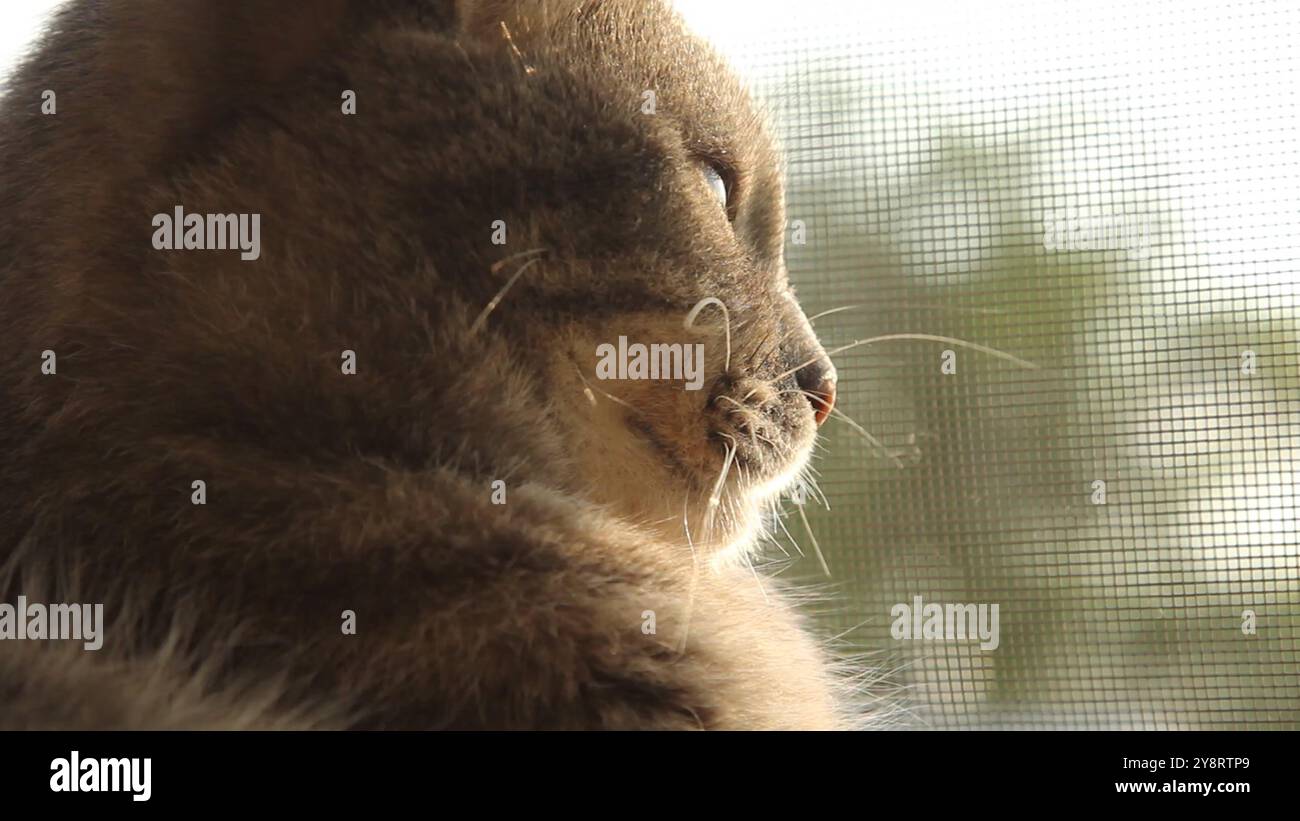 Gray fold cat sits on the windowsill. Domestic cat looks out the window ...