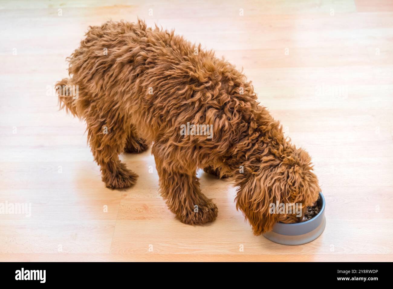 Cavapoo puppy (7 months old) eating dog food from a bowl Stock Photo ...