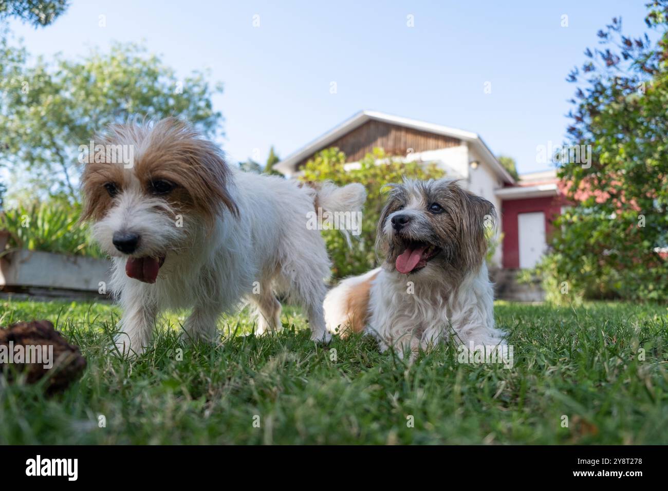 A couple of small dogs play in the garden of a country house. They are ...