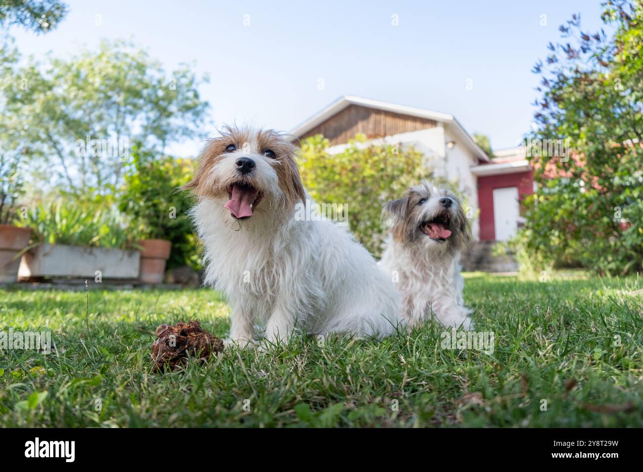A couple of small dogs rest in the garden of a country house. They are ...