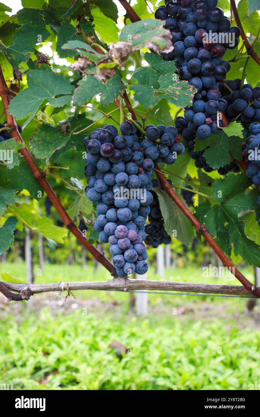 Uve logo hi-res stock photography and images - Alamy