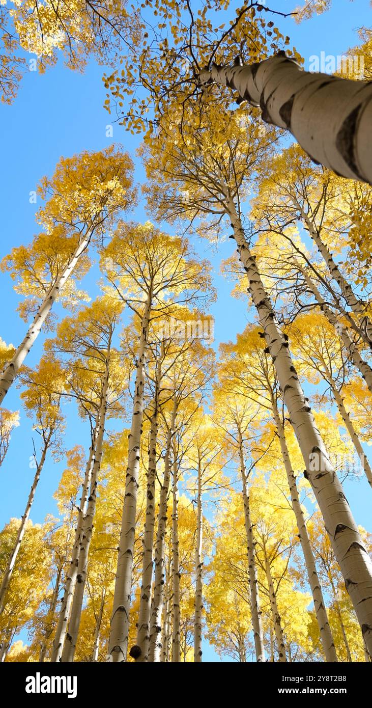 Trees in forest golden leaves hi-res stock photography and images - Alamy