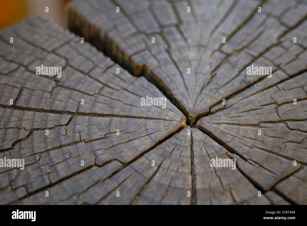 A section of a wood log, with a pattern of concentric growth rings and ...