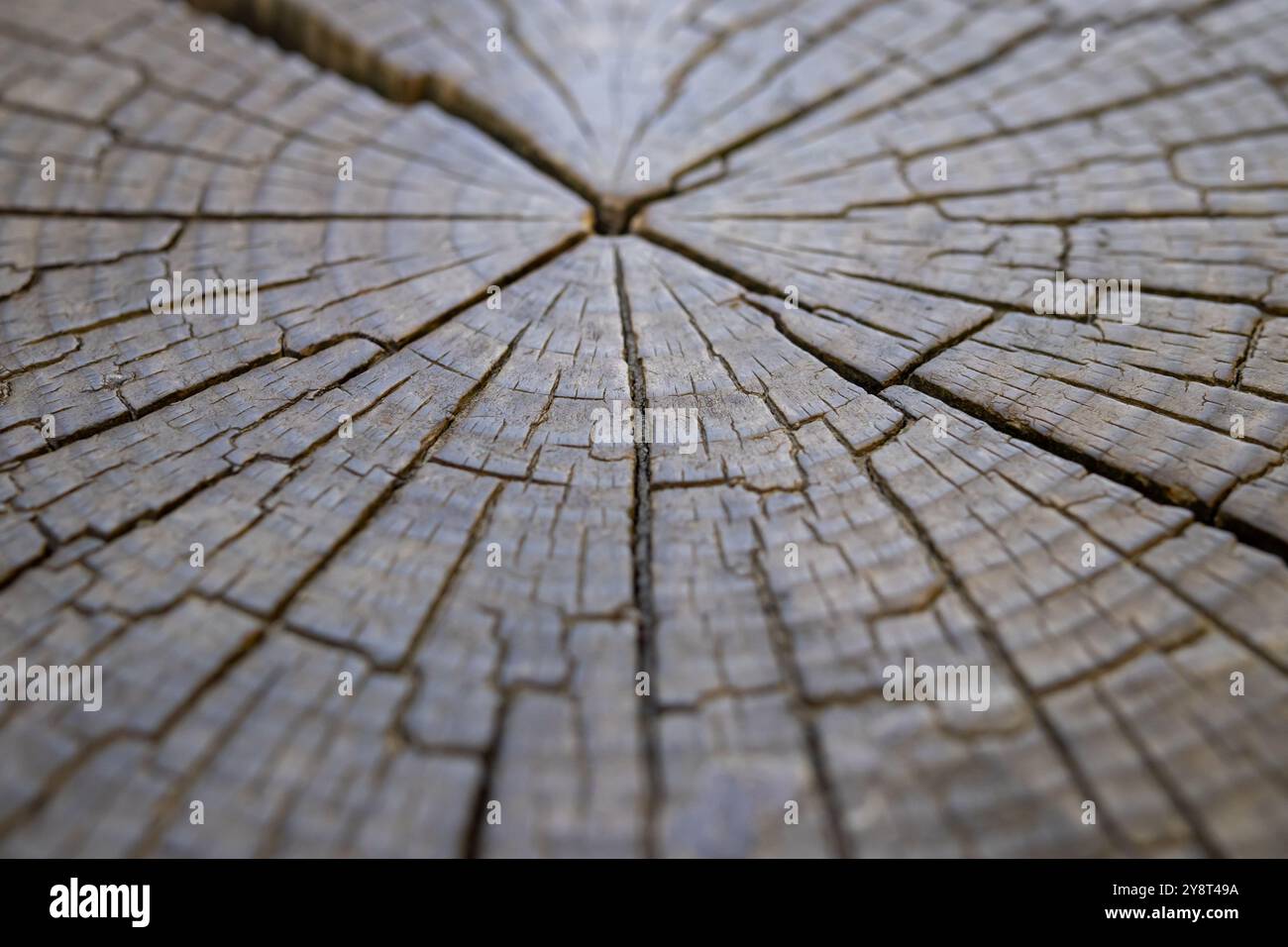 A section of a wood log, with a pattern of concentric growth rings and ...