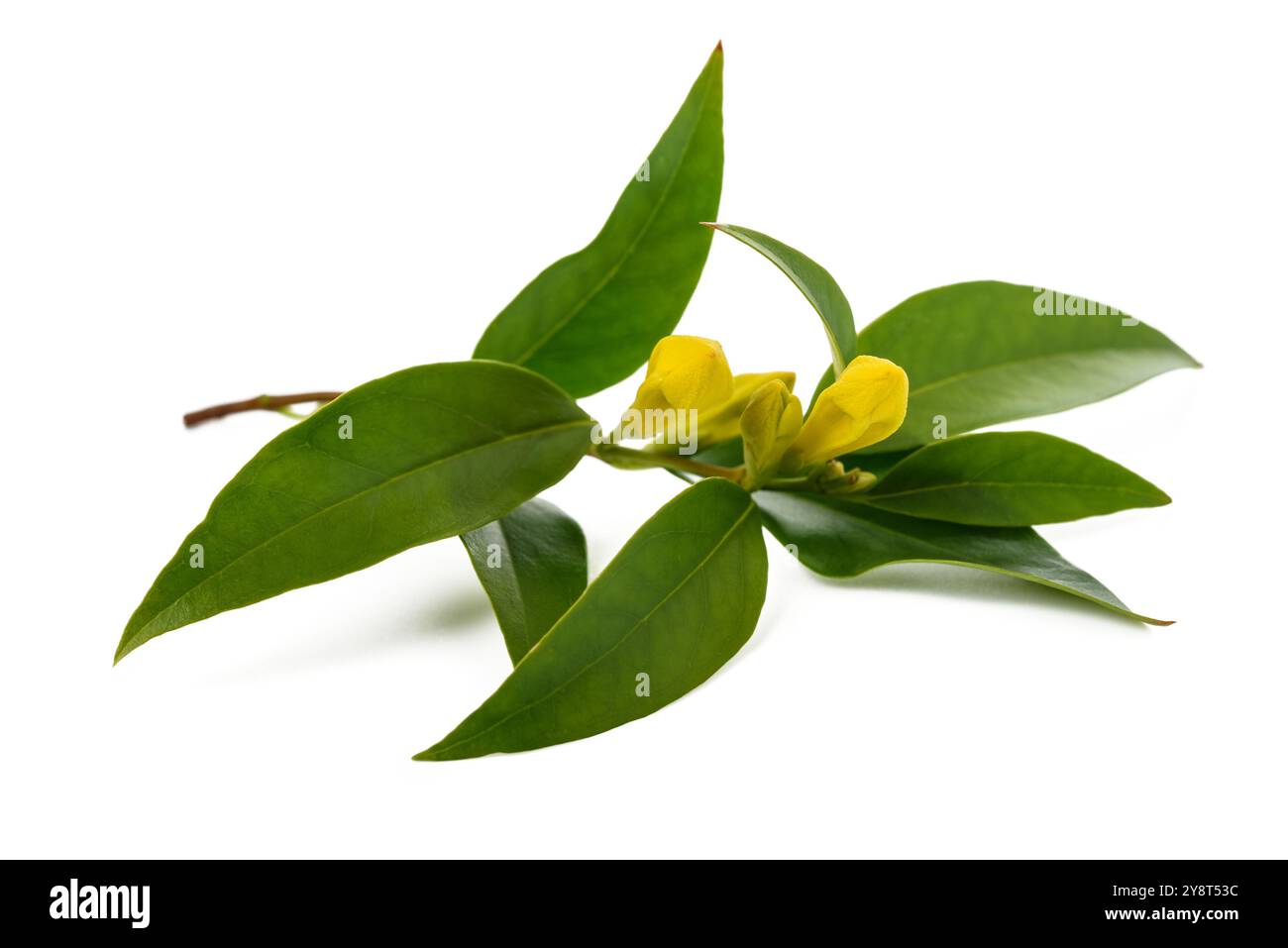 Gelsemium sempervirens isolated on white background Stock Photo - Alamy