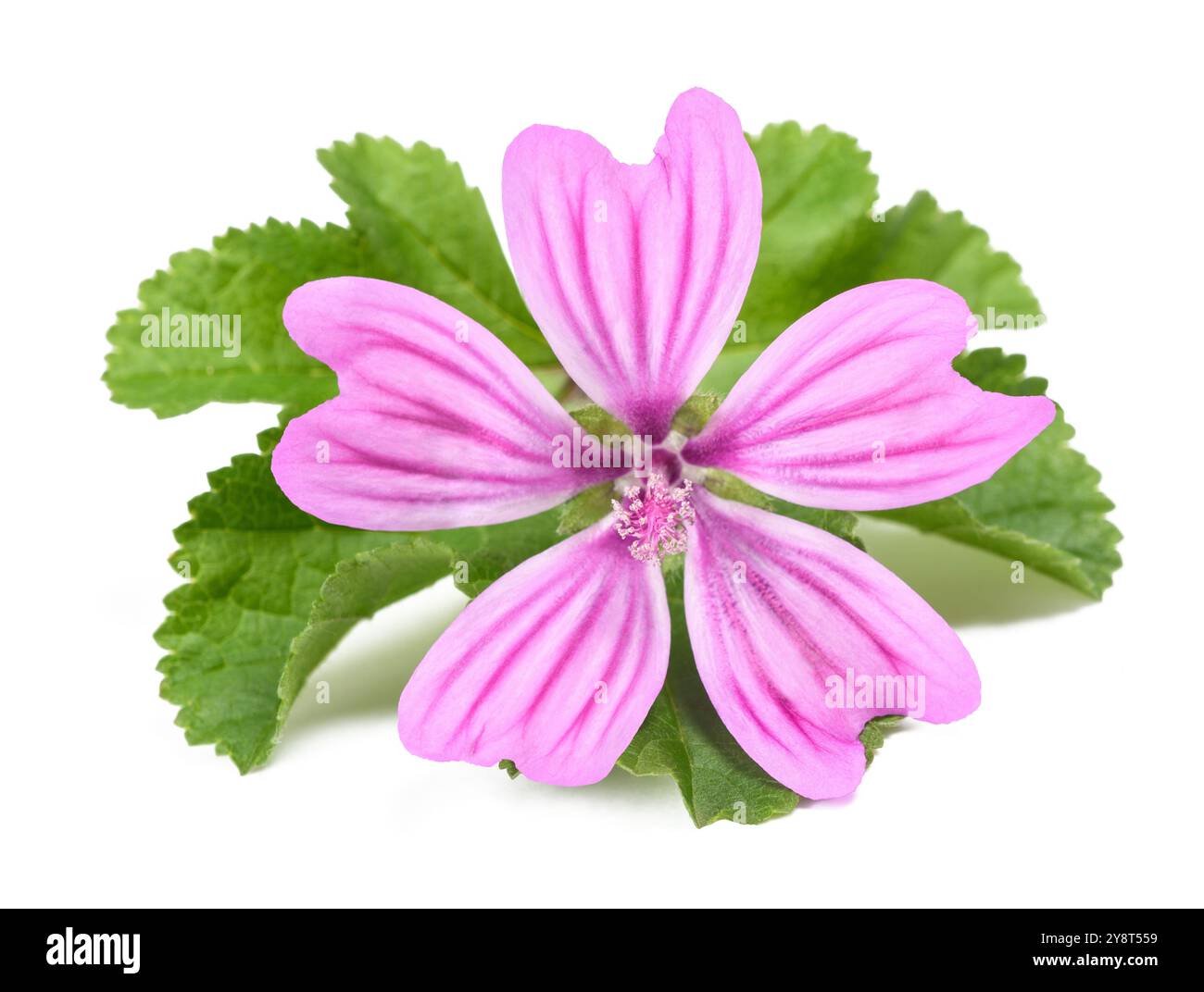 Tall flower heads Cut Out Stock Images & Pictures - Alamy