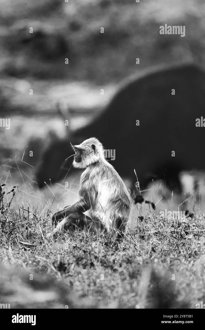 Malabar Sacred Langur or Black Footed Langur, Semnopithecus hypoleucos ...