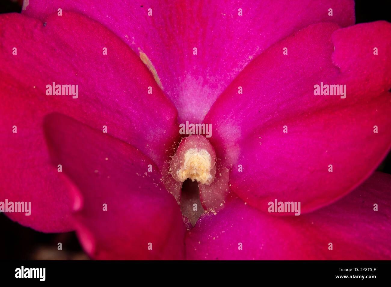 Hot pink Impatiens also known as busy lizzie or touch-me-nots. This ...