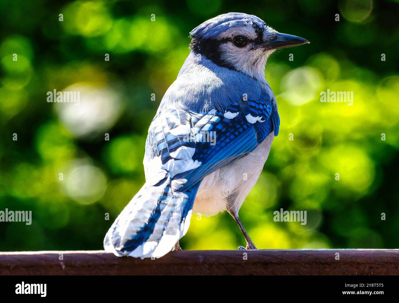 A Bluejay arrives on the deck Stock Photo - Alamy
