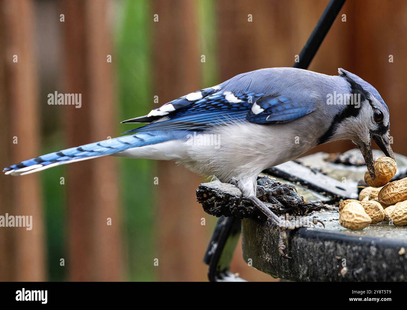 A Bluejay arrives on the deck Stock Photo - Alamy
