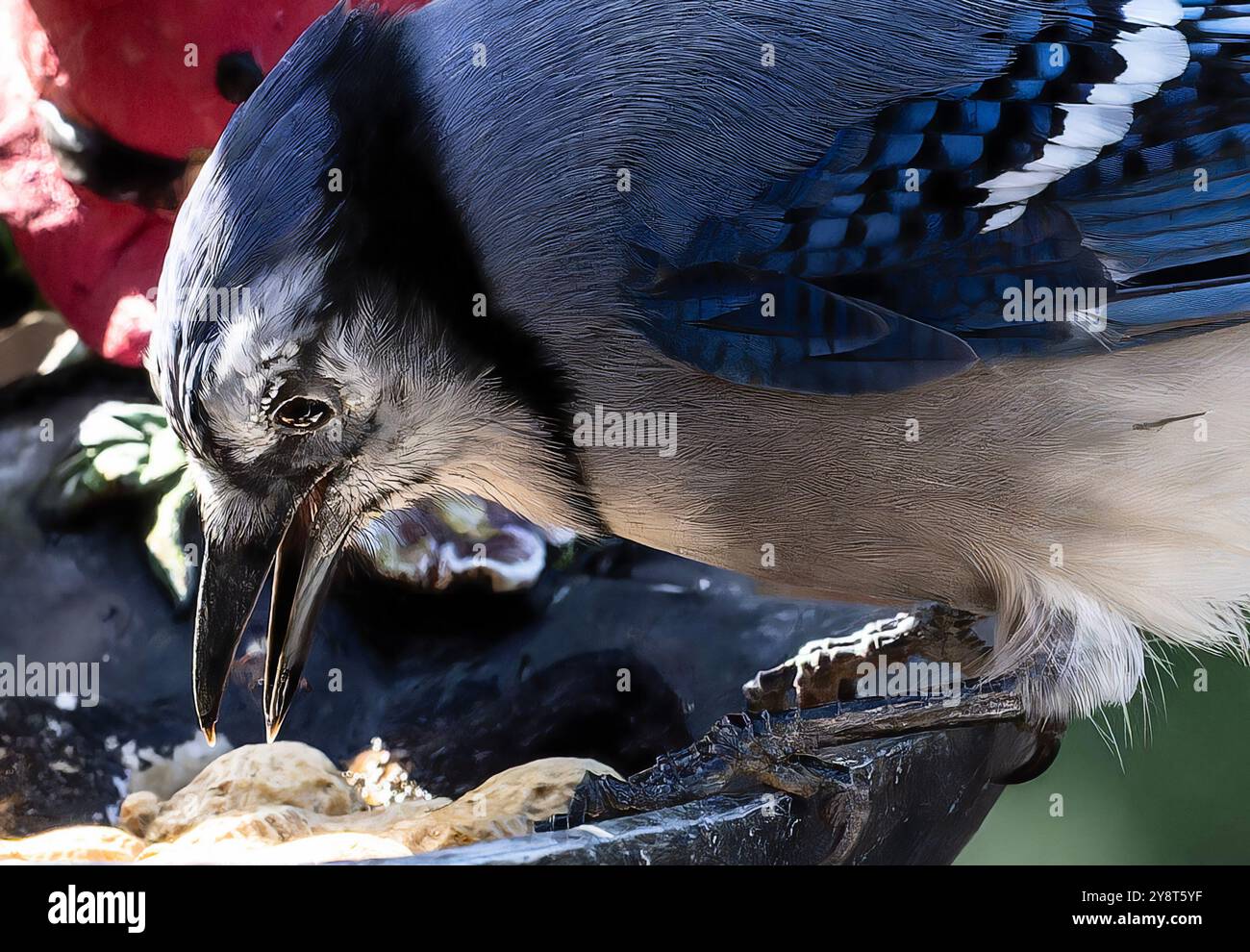 A Bluejay arrives on the deck Stock Photo - Alamy