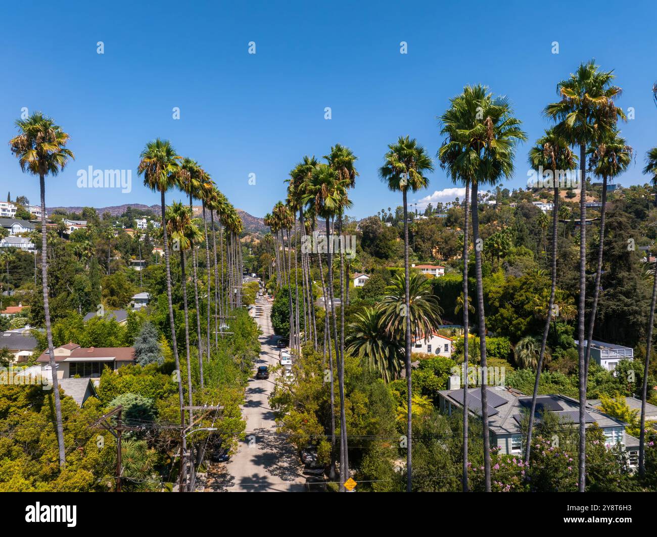 Palm Tree Lined Street in Hollywood District, Los Angeles Stock Photo ...