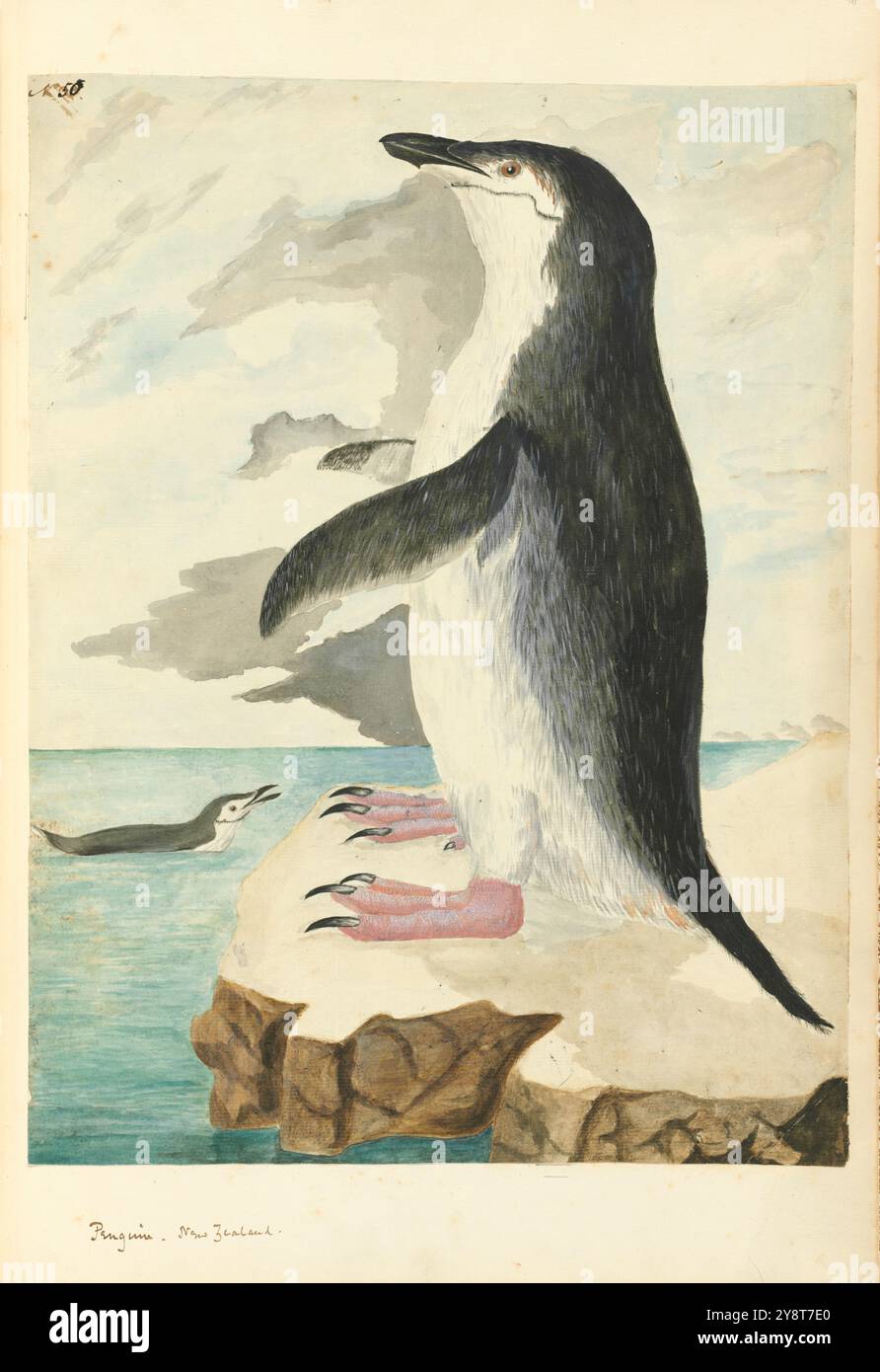 "Penguin, New Zealand. " Illustration from South Sea birds. Cook's ...