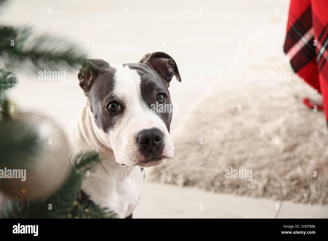 Cute Staffordshire Terrier puppy at home on Christmas eve Stock Photo ...