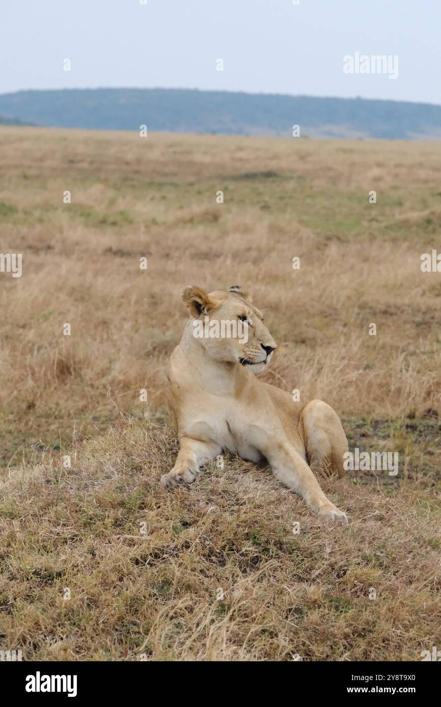 Female lion in a peaceful scene in Kenya Stock Photo - Alamy