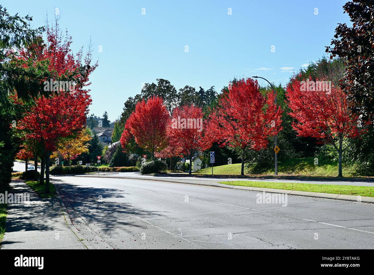 City tree lined streets of beautiful autumn colour with trees starting ...