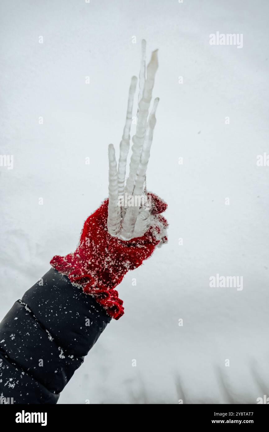 frozen icicles in hand. Symbols of winter nature.Winter beautiful ...