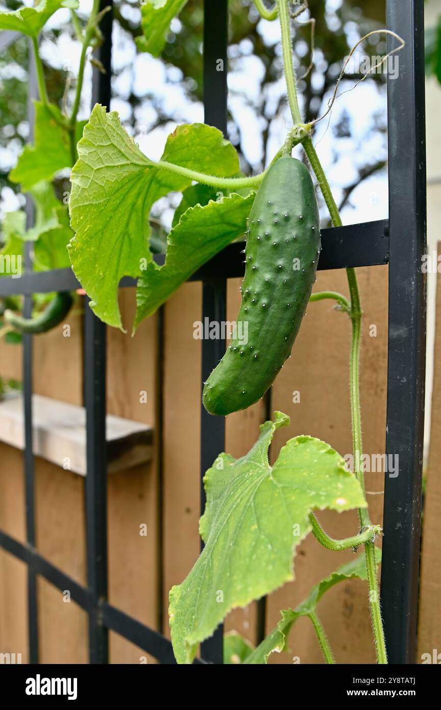 Late season vegetable harvest in small farming plot, backyard gardening ...