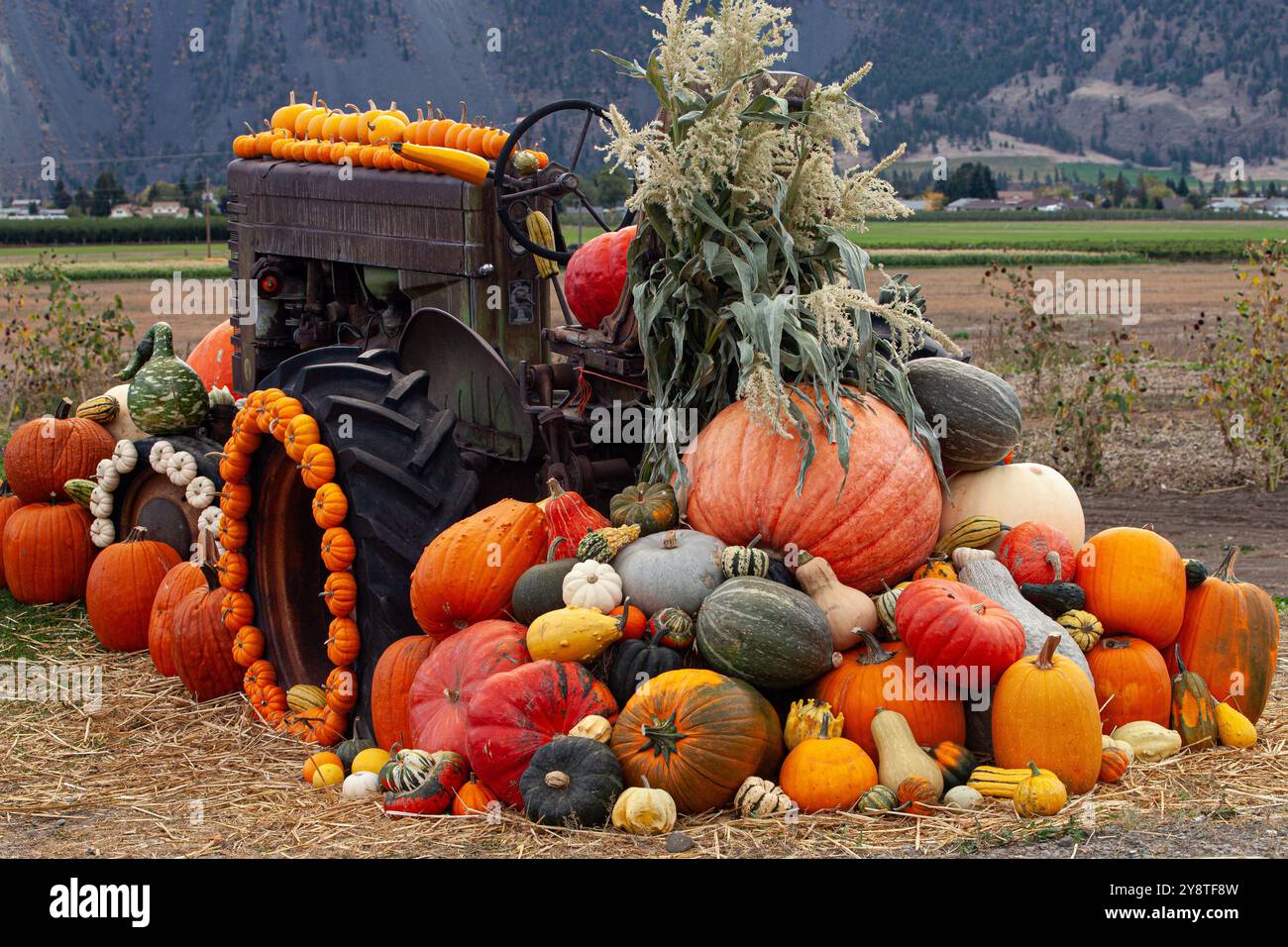 Halloween Fall Harvest Giant Pumpkin Display Stock Photo - Alamy