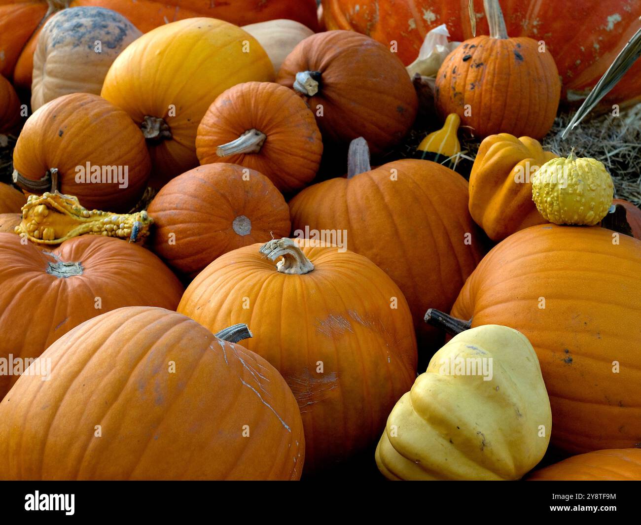 Halloween Fall Harvest Giant Pumpkin Display Stock Photo - Alamy