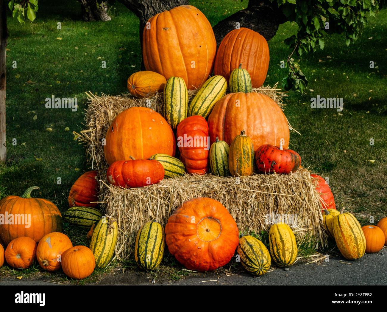 Halloween Fall Harvest Giant Pumpkin Display Stock Photo - Alamy