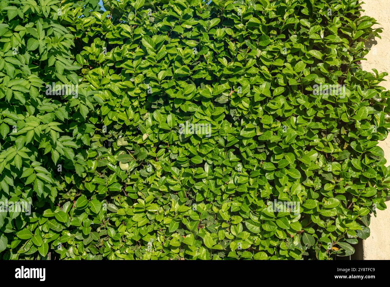 hedge that makes private spaces by being shaded and sound-absorbing ...