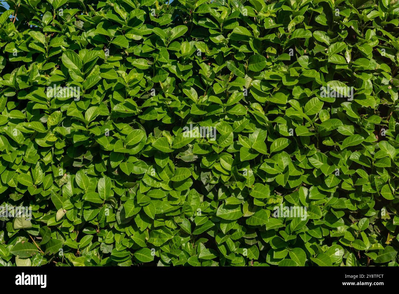 hedge that makes private spaces by being shaded and sound-absorbing ...