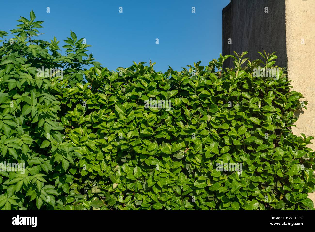 hedge that makes private spaces by being shaded and sound-absorbing ...