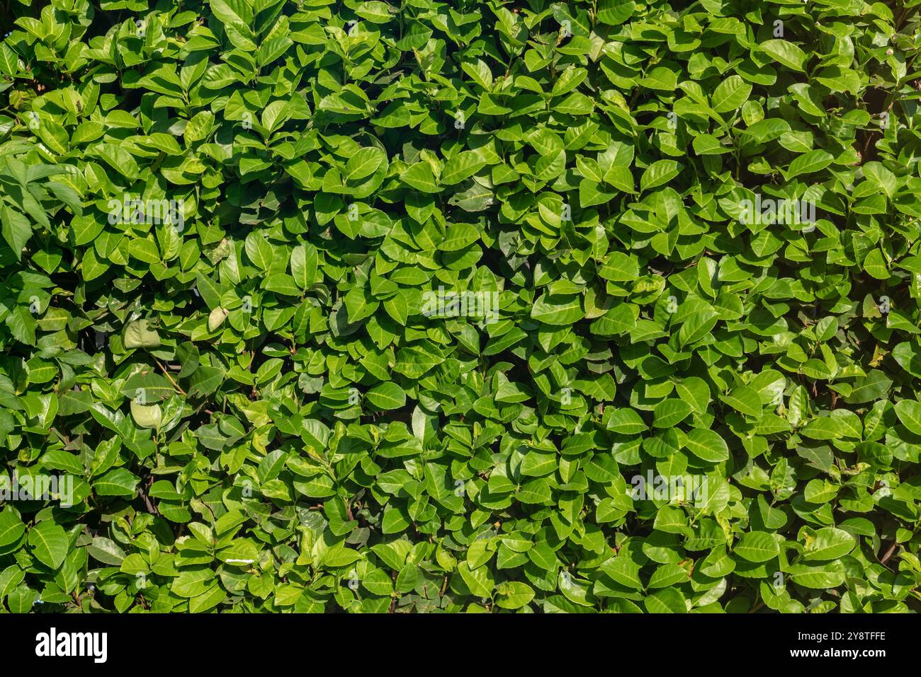hedge that makes private spaces by being shaded and sound-absorbing ...
