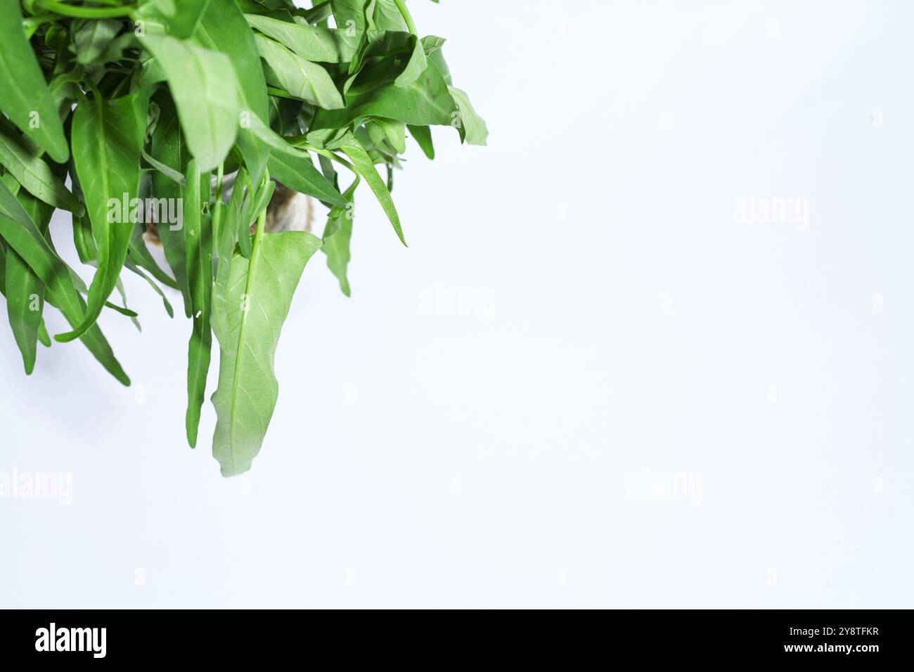 water spinach leaves with a white background Stock Photo - Alamy