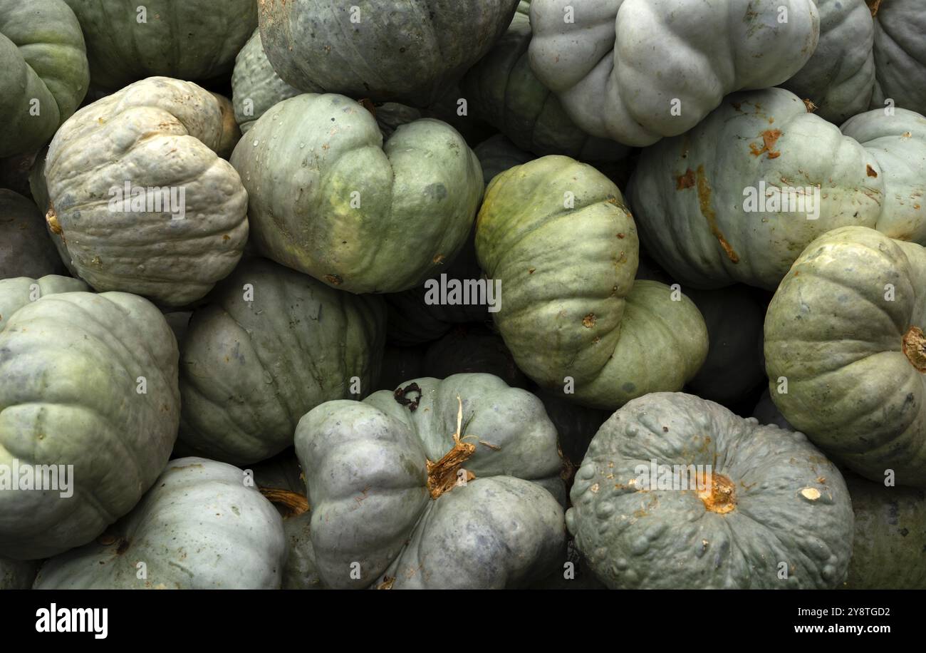 Triamble pumpkins hi-res stock photography and images - Alamy