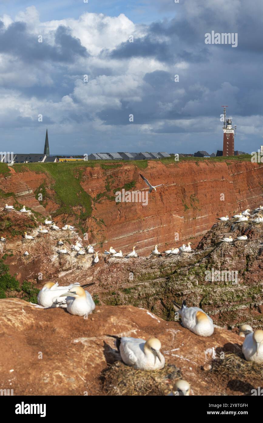 Red coloured sandstone, steep cliff coast of the offshore island of ...