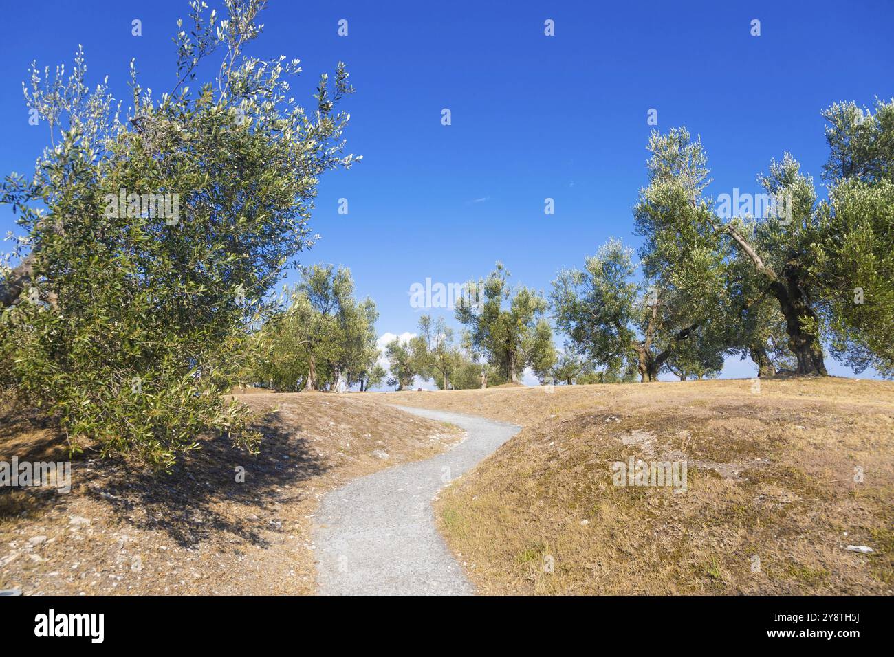 Olive tree cultivation in Italy. Organic outdoor plantation in rural ...