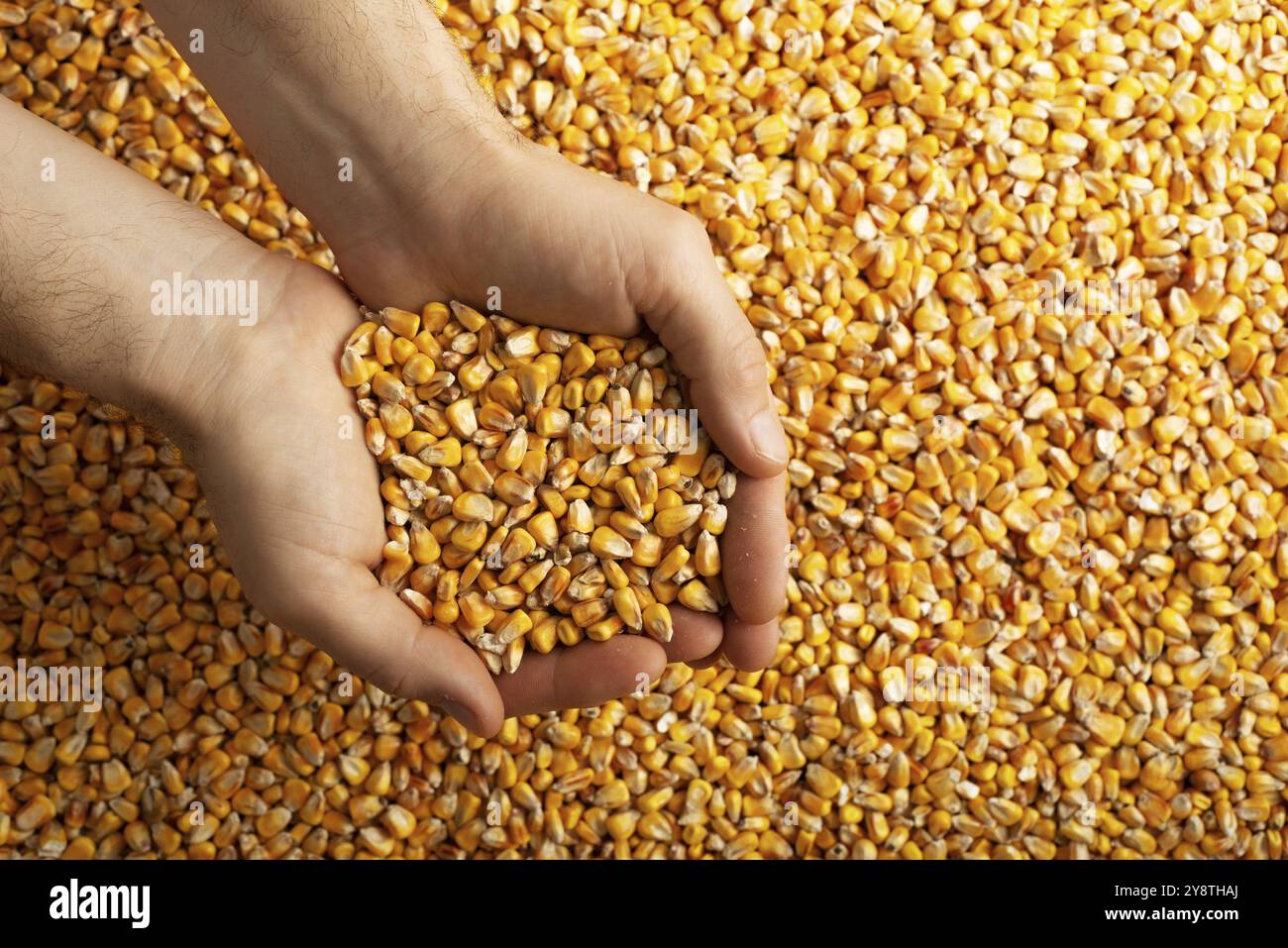 Human caucasian hands with maize corns over corn background Stock Photo ...